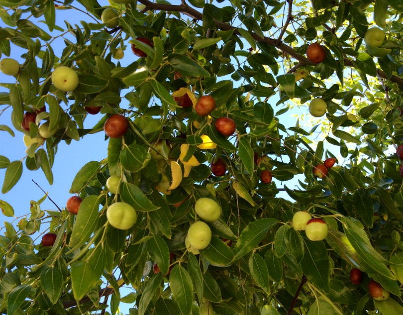 Jujubes: Traditional Chinese Medicine That Tastes Good – benebell wen