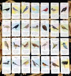 Divine Feather Messenger Oracle Cards – benebell wen